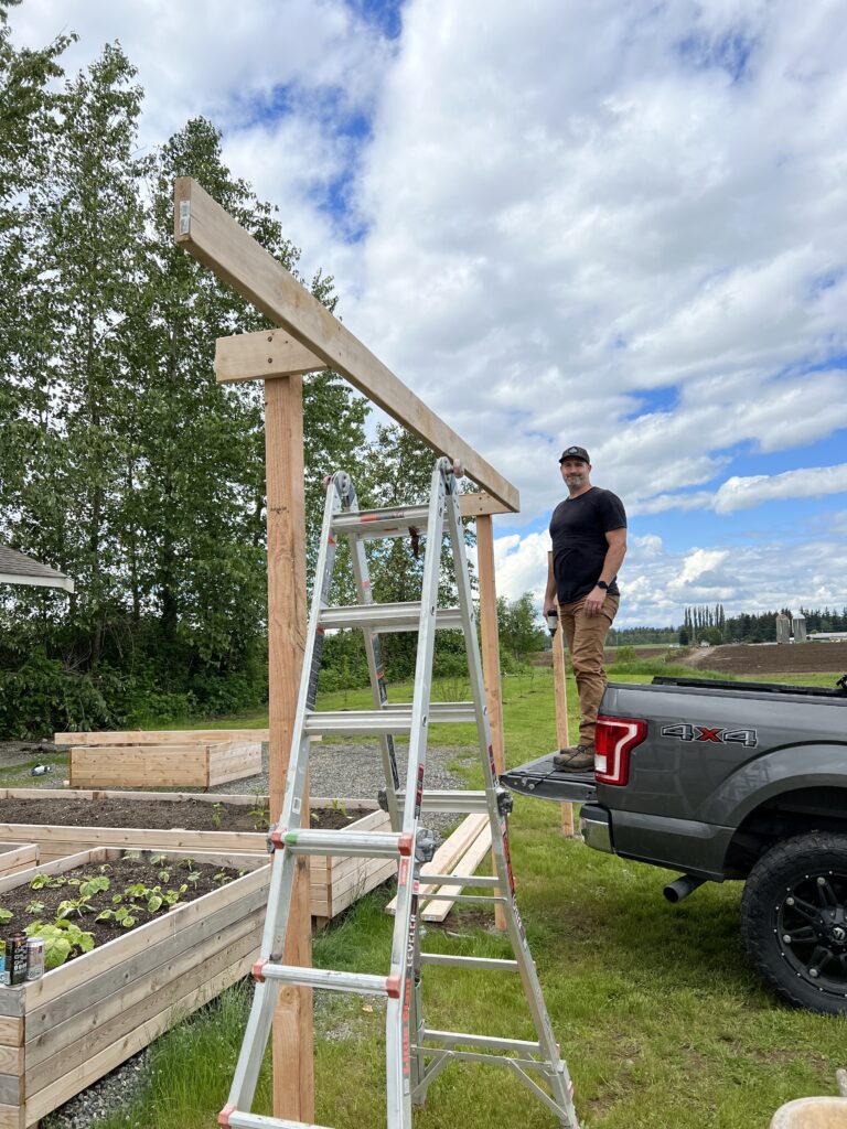 DIY Grape Arbor Trellis