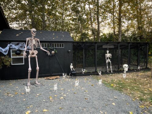 Halloween Chicken Coop - Skeletons & Bats