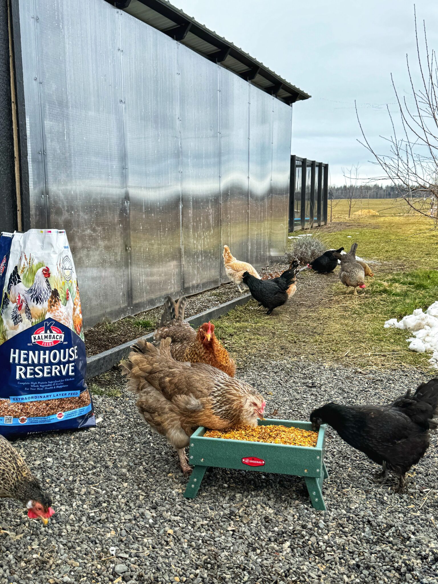 Bird Feeding Ideas - Chickens & Wildlife