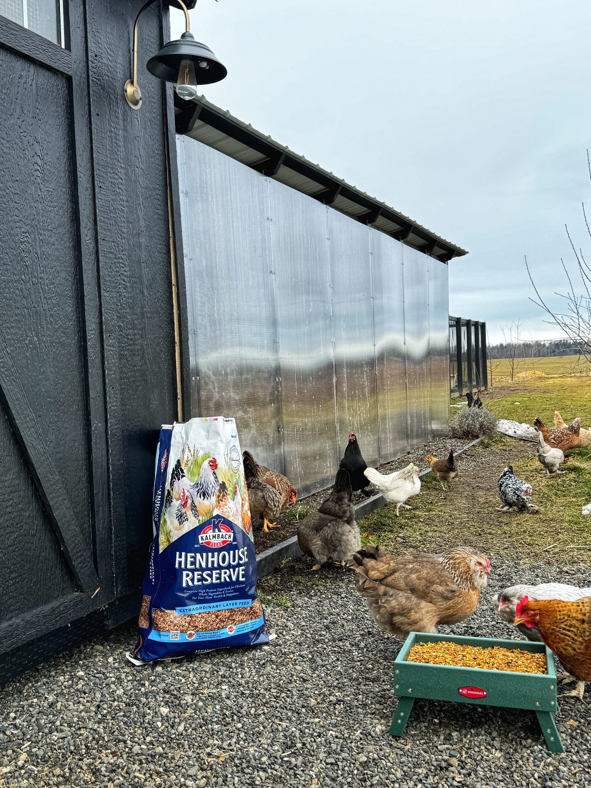 Bird Feeding Ideas - Chickens & Wildlife